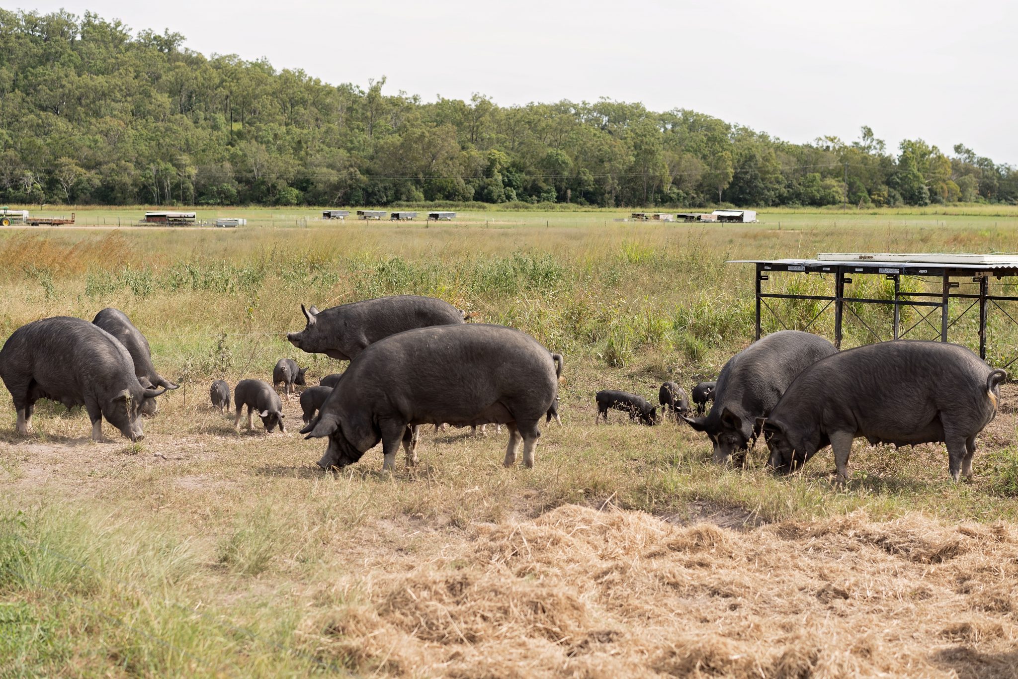 Raising Pigs on Pasture - Countryside